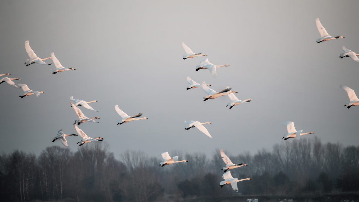 Is Too Much Freedom a Bad Thing?. Musings on freedom, identity, and ...