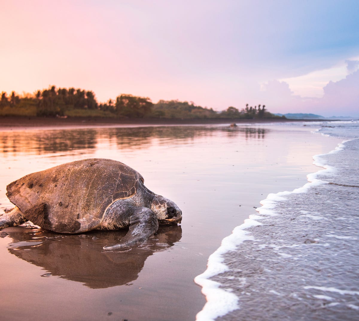 An Ethical Traveler’s Guide to Sea Turtle Nesting Tours | Terracotta Travel