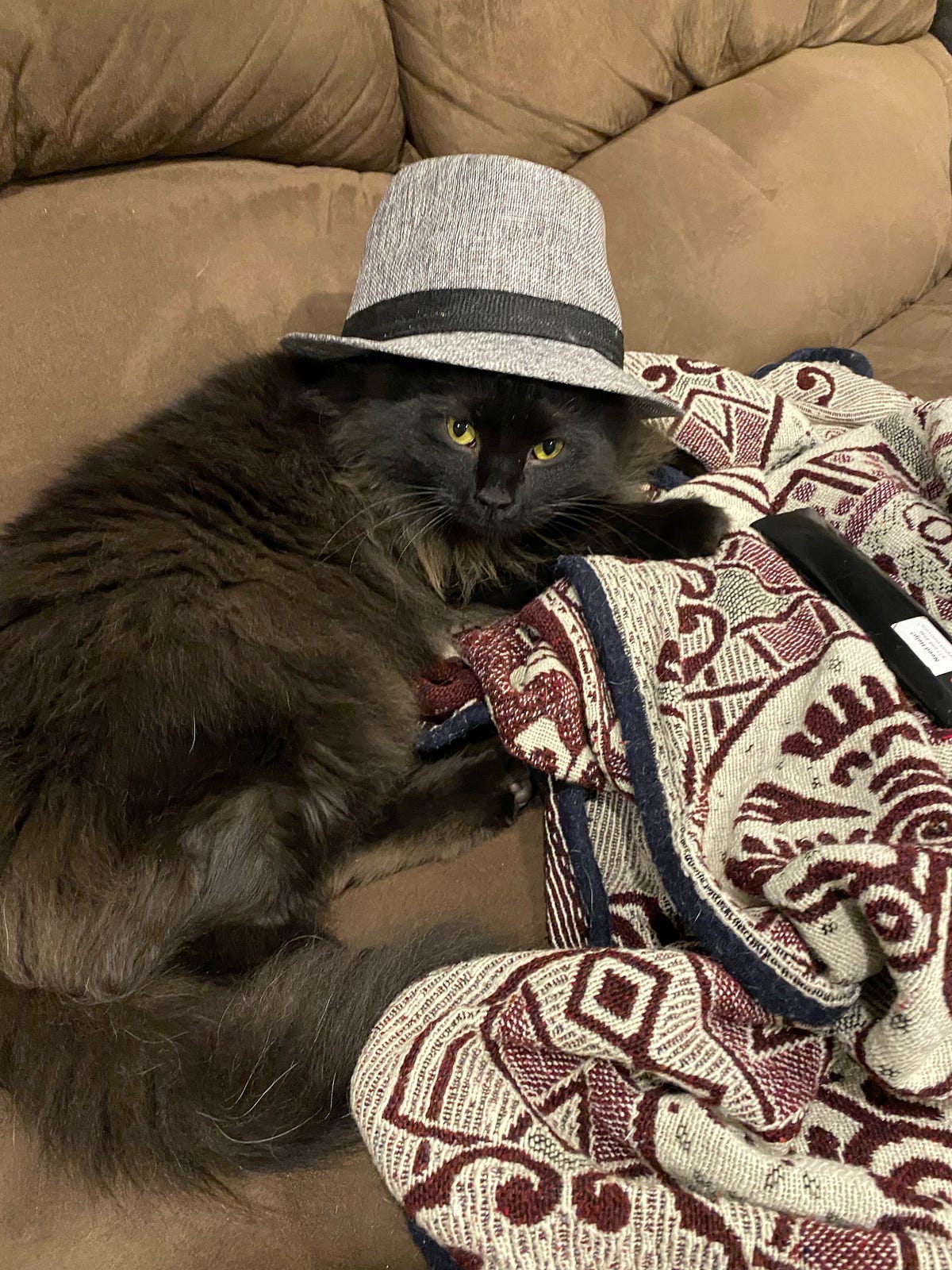Khal, The Unforgettable Cat. Sometimes, there is just that one… | by ...