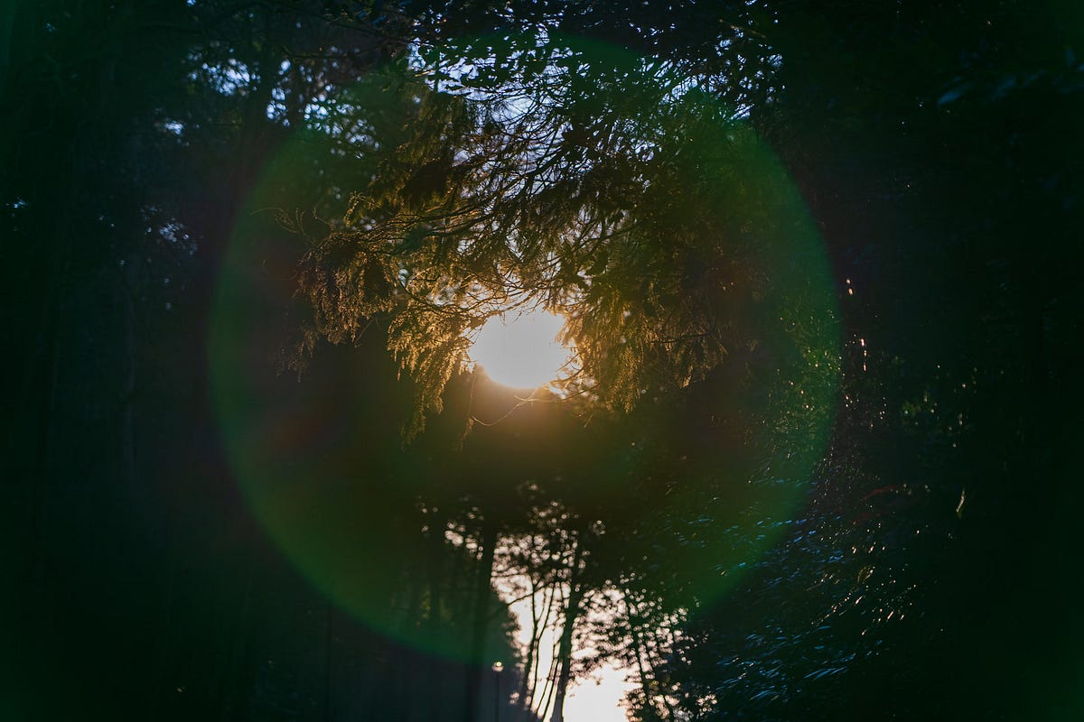 Burnout, Beets, and the Silent Return to Joy | by Shayla Bruce | May ...