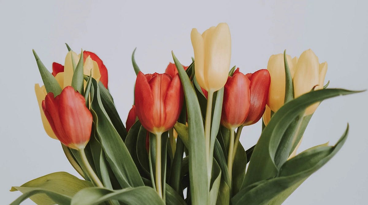 Make Every Occasion Special With A Beautiful Tulip Flower And How To ...