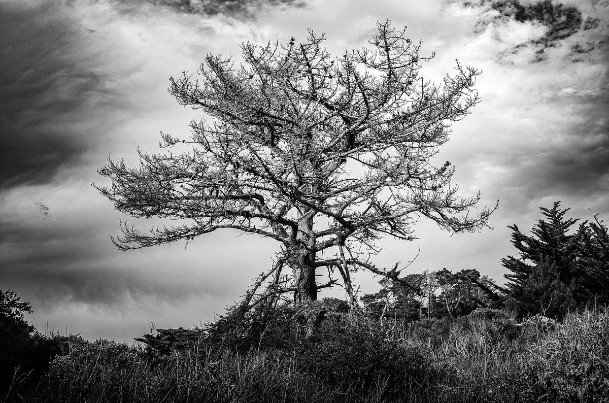 Photographing Point Lobos, CA. What can one possibly add to Edward ...