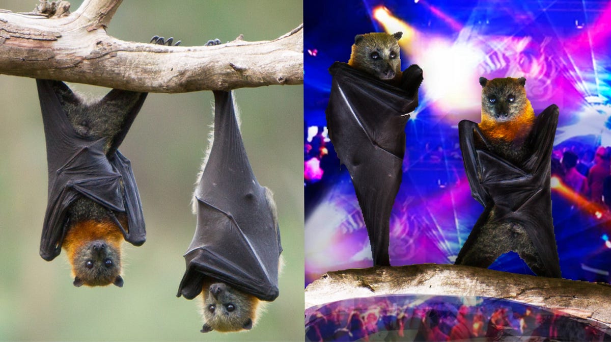Why We Need to Think Like a Bat in the Age of GPT and Automation | by ...