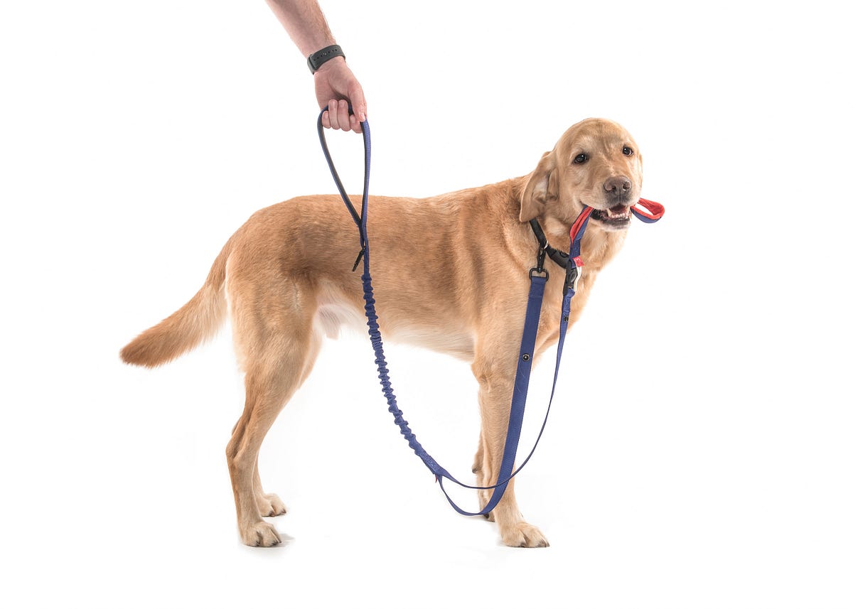 NYT Bestselling Author, Jennifer Arnold’s, We Leash in Pictures — Part ...