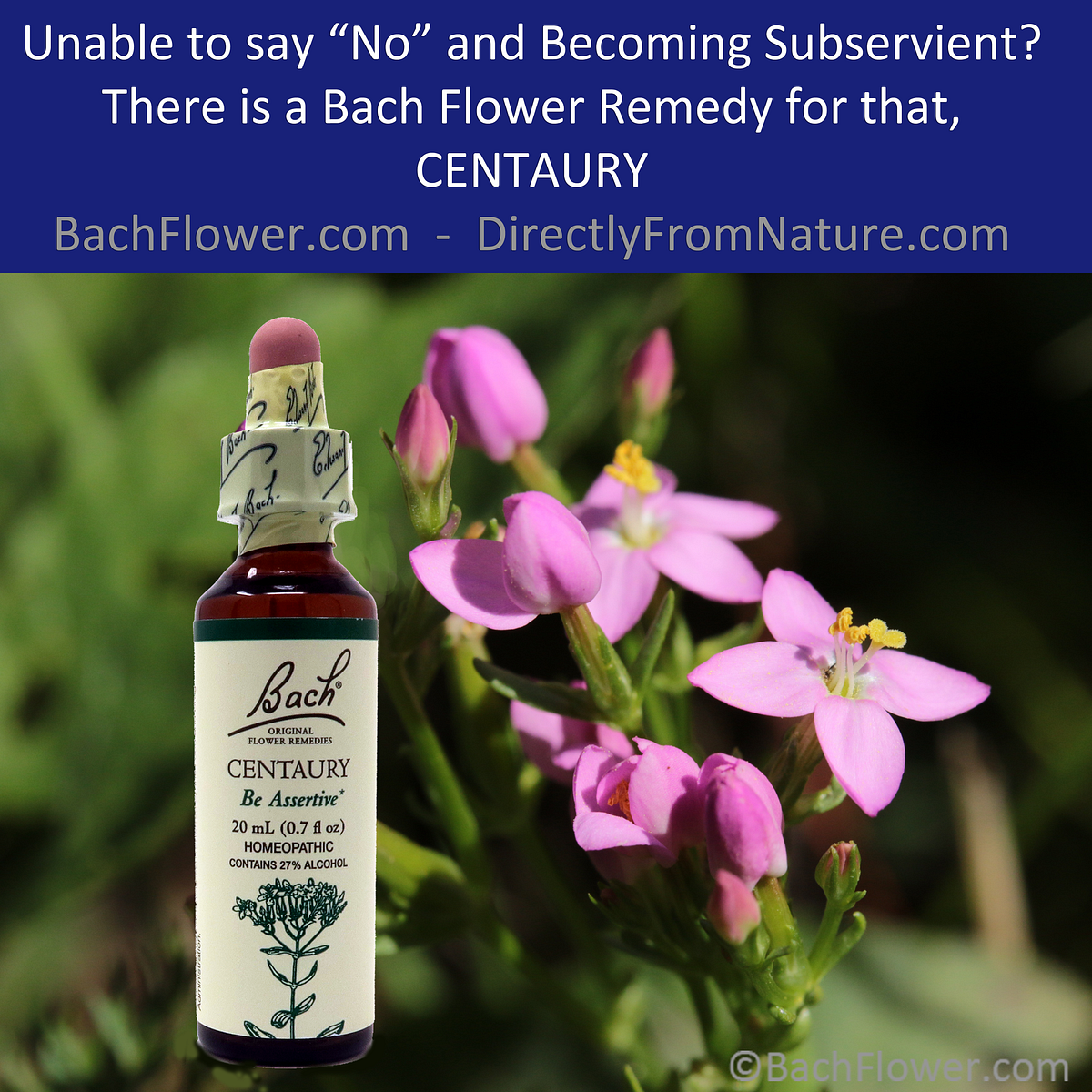 Unable to Say “No”? There is a Bach Flower Remedy for that — Centaury ...