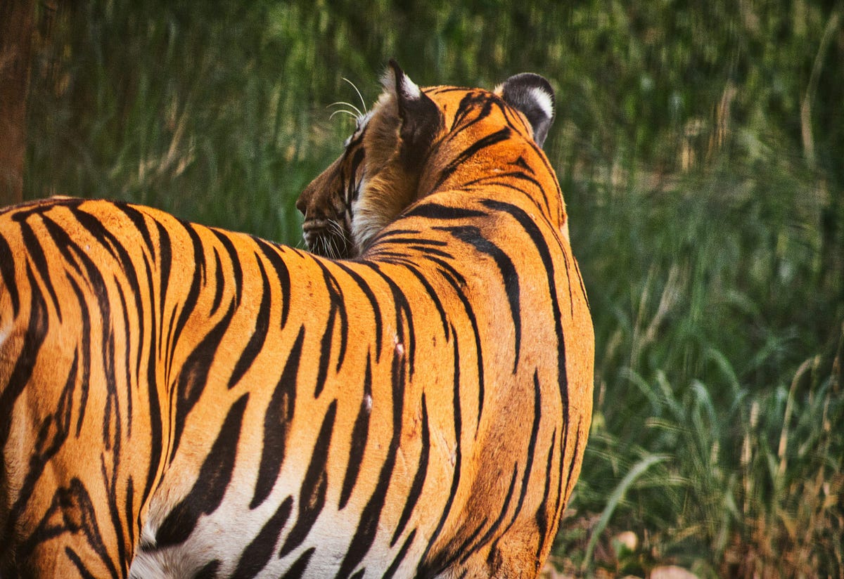 Tiger Stripes. It has been half a decade since a… | by Reflex Rodriguez ...