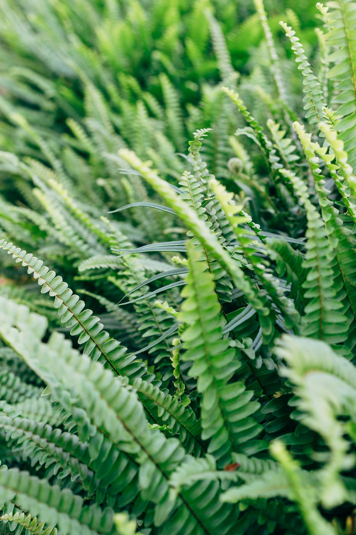 Pteridomania: Victorian Fern Frenzy | by Elora H. | Medium