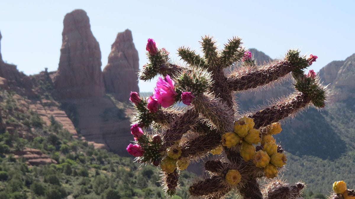 Cactus Flower. a poem for floral week | by MicheletheTrainer | Share ...