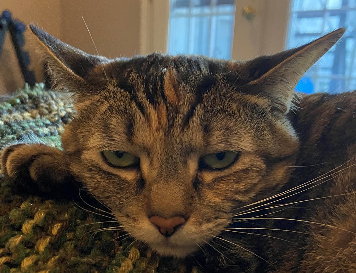 Cat Crazy