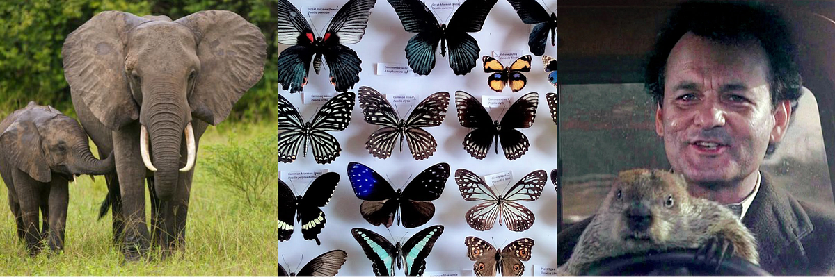 Elephants, Butterflies and Groundhog Day or How to Escape From Hell | by Rick Glenn | Medium