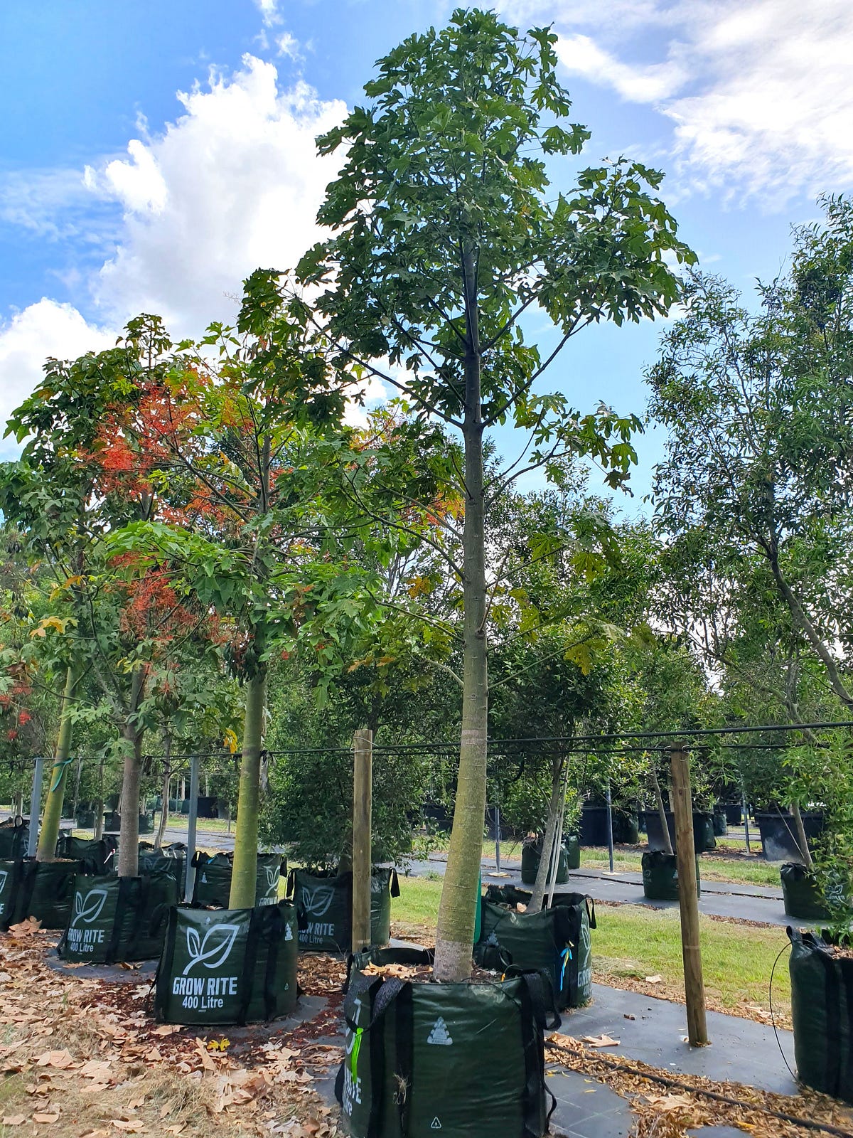 Money & Landscape Architecture — why do we end up planting small trees ...