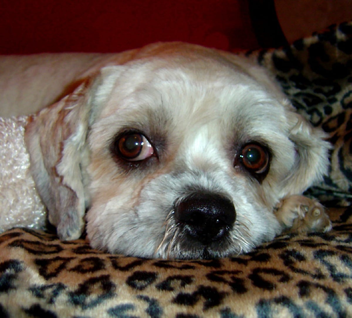 Bart, The Cemetery Dog. An abandoned dog finds forever love | by Rosemary's Pieces | Pet Talks ...