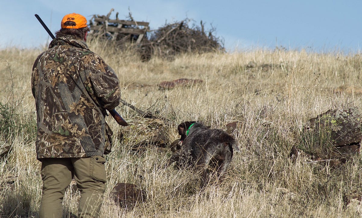 What Are The Things You Need for Making Your Dog a Hunter? | by Ruri ...