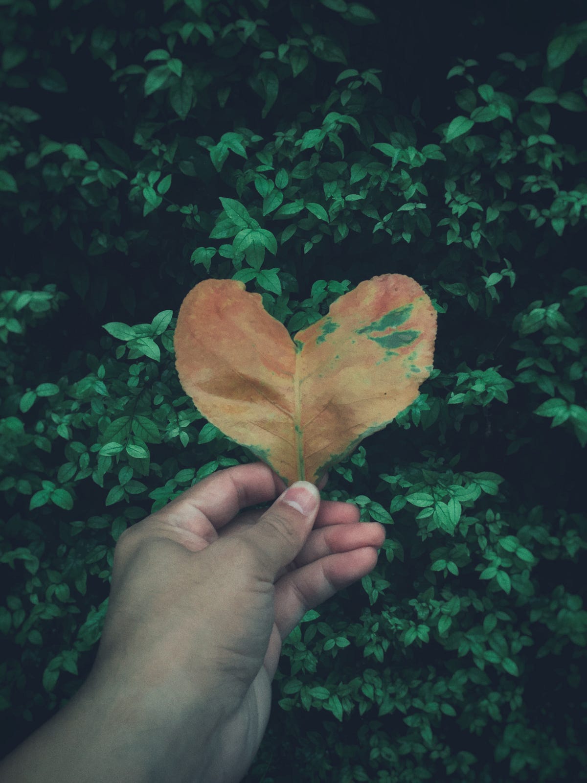 A Love Note from Nature. I’m living in the Sacred Valley of… | by ...