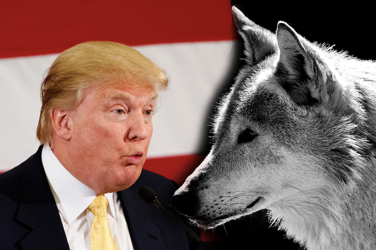 🐺 The Little Trump That Called Wolf — A Modern Political Fable | by ...