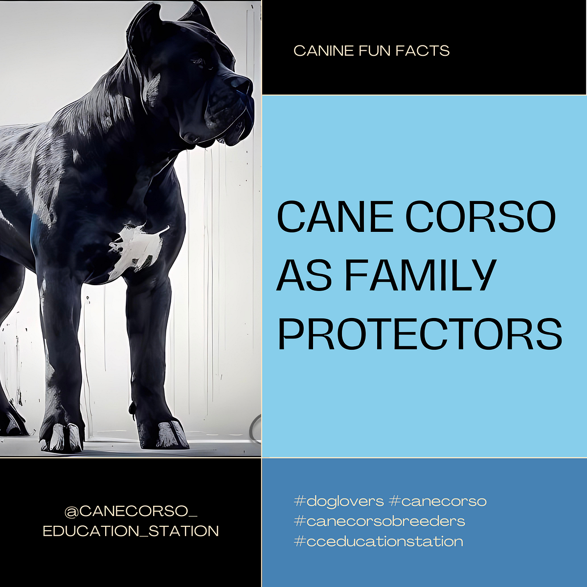 The Cane Corso: Your Ultimate Family Protector | by J.R. O'Connell | Medium
