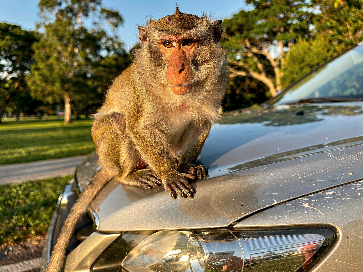 The Monkey Who Looked Into My Eyes: A Small Incident That Made My Day ...