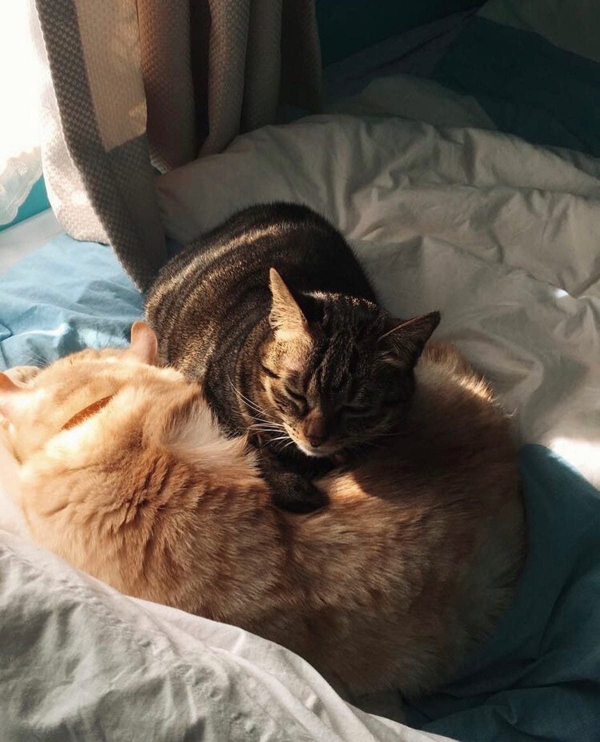 The Two Cats Under the Same Roof. A short fiction | by Christie Li ...