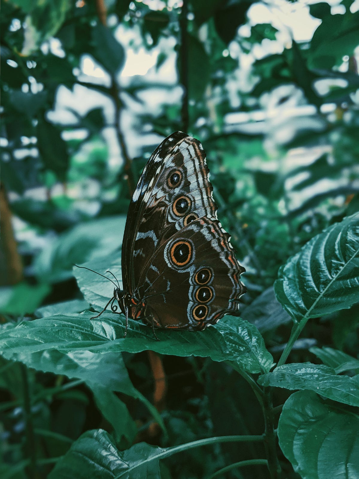 Butterfly Sanctuary. A Haiku | by Giovanni S. | Medium