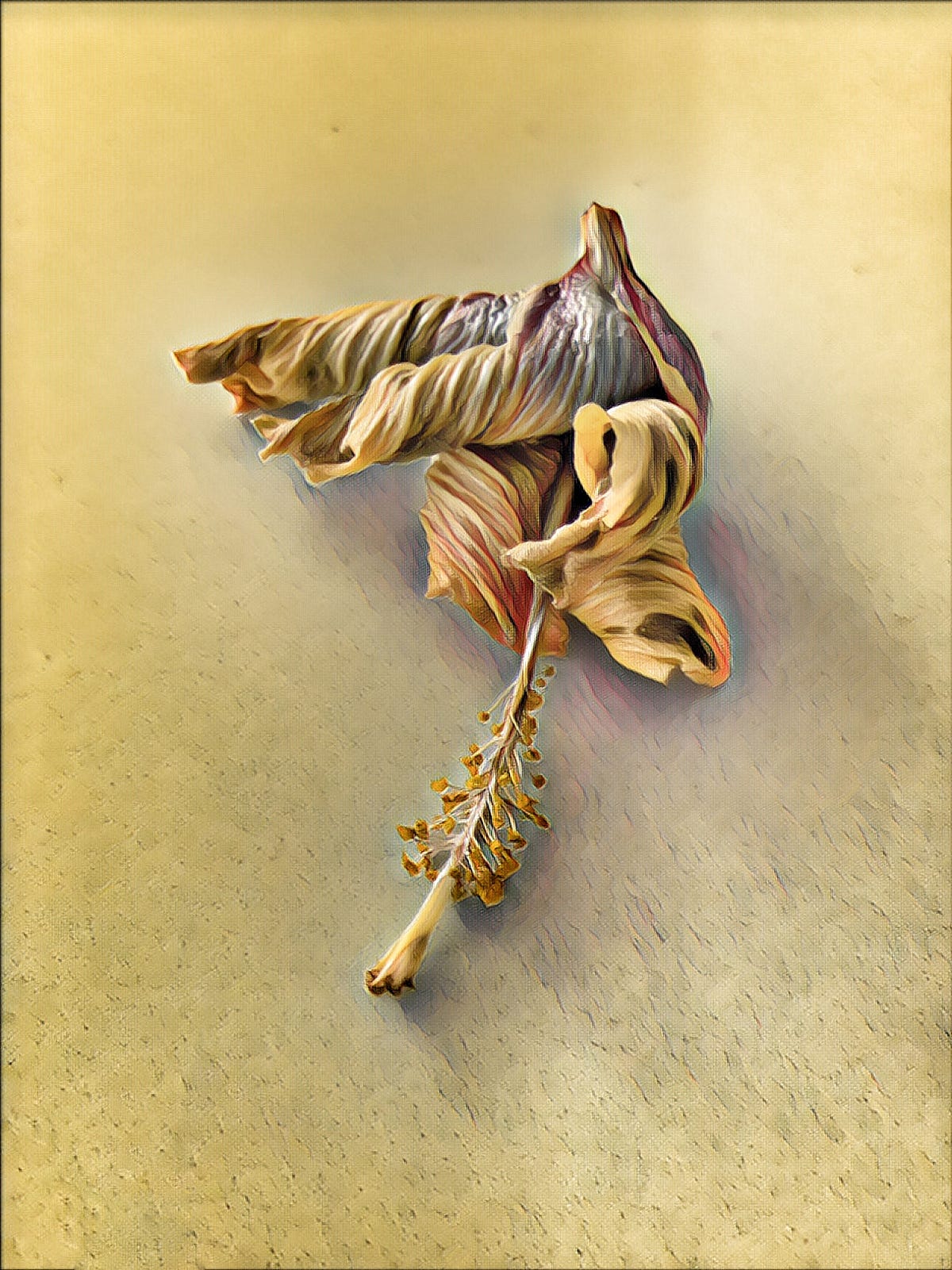 Evolution of a Flower - Vagabond Voices - Medium