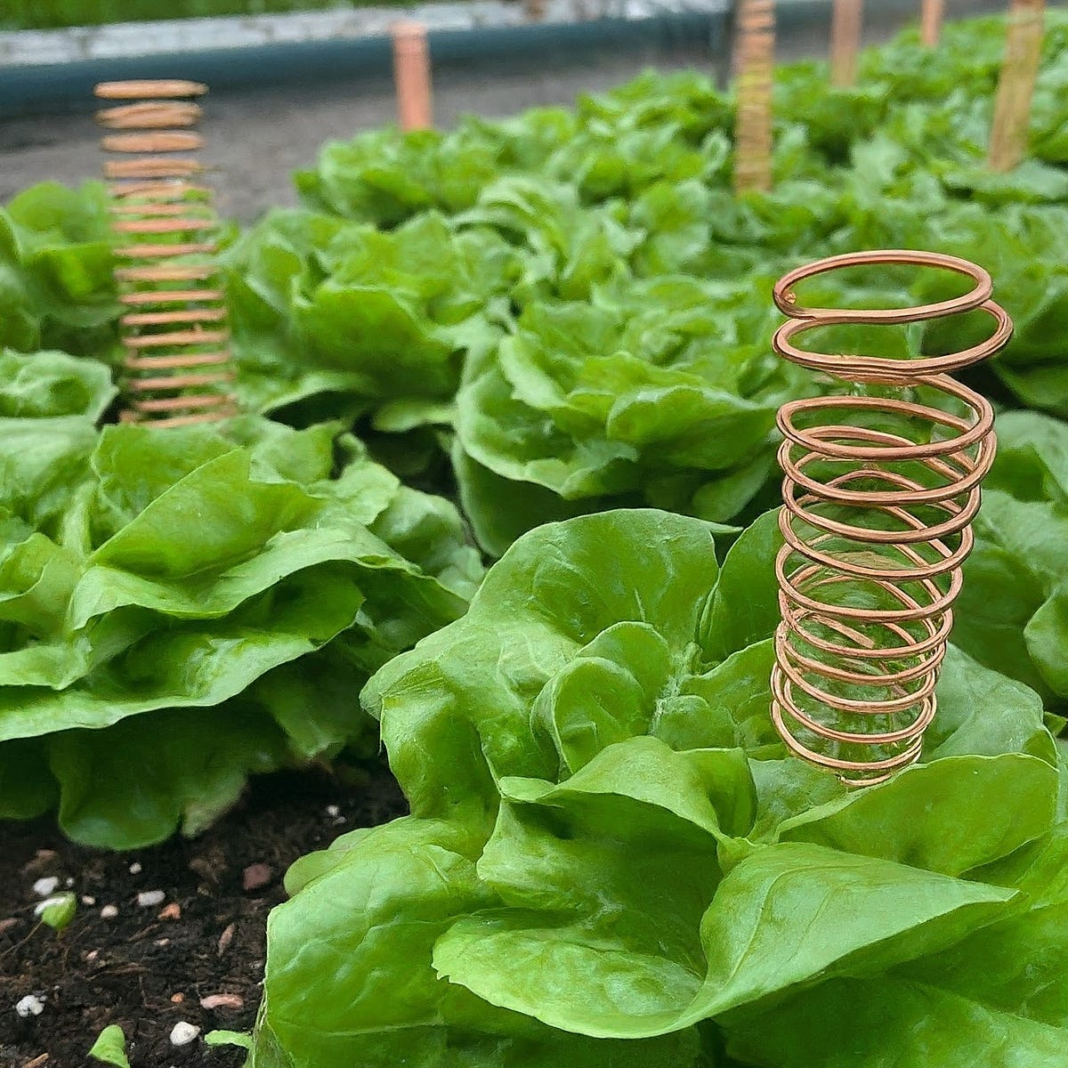 Unveiling the Green Potential: Exploring the Multifaceted Benefits of ...