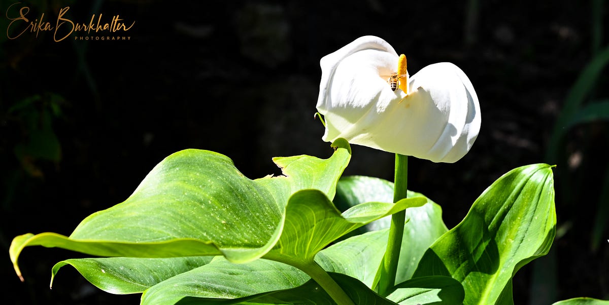 The Calla Lily’s Ode to the Bee. A love poem | by Erika Burkhalter | P ...