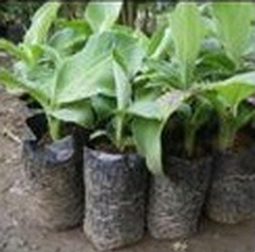 Bibit Pisang Morosebo Tanaman Buah Ambon Mini Rojo Pendopo Unggul Dan ...