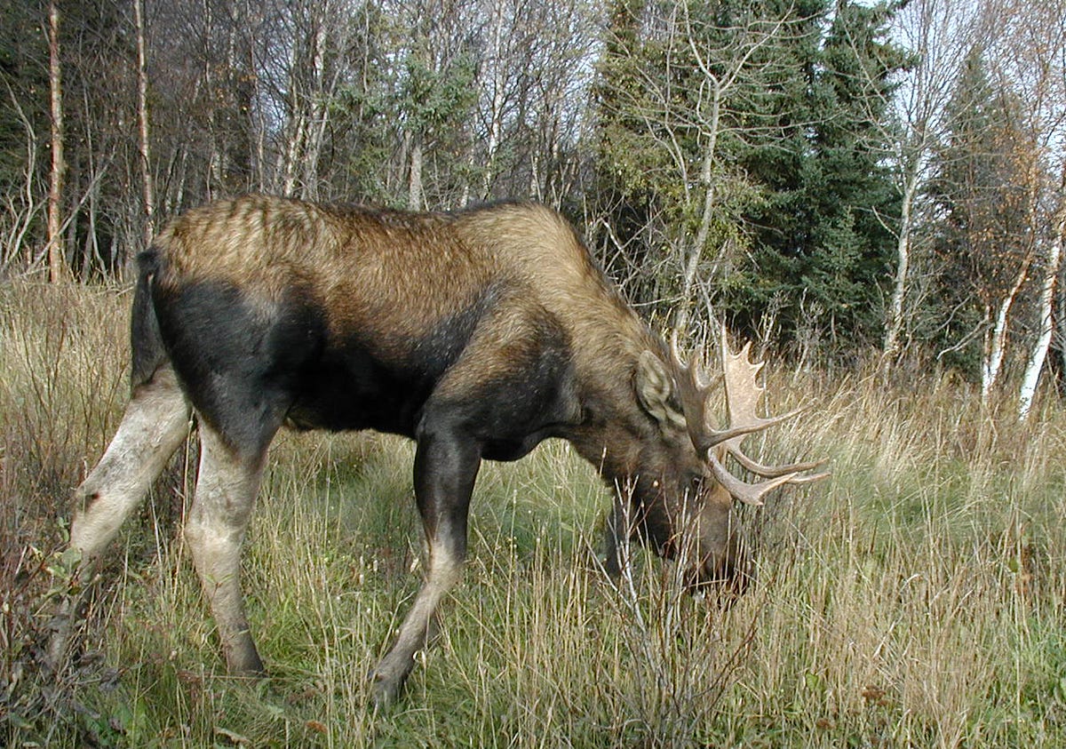 Charlie’s Ghost Moose. “Ted,” said Charlie’s pilot, as Charlie… | by ...