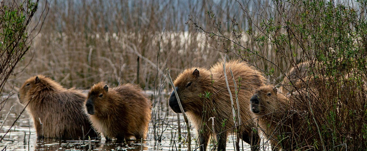 12 Astonishing Facts About Capybaras | by Laurie Miller Hornik ...