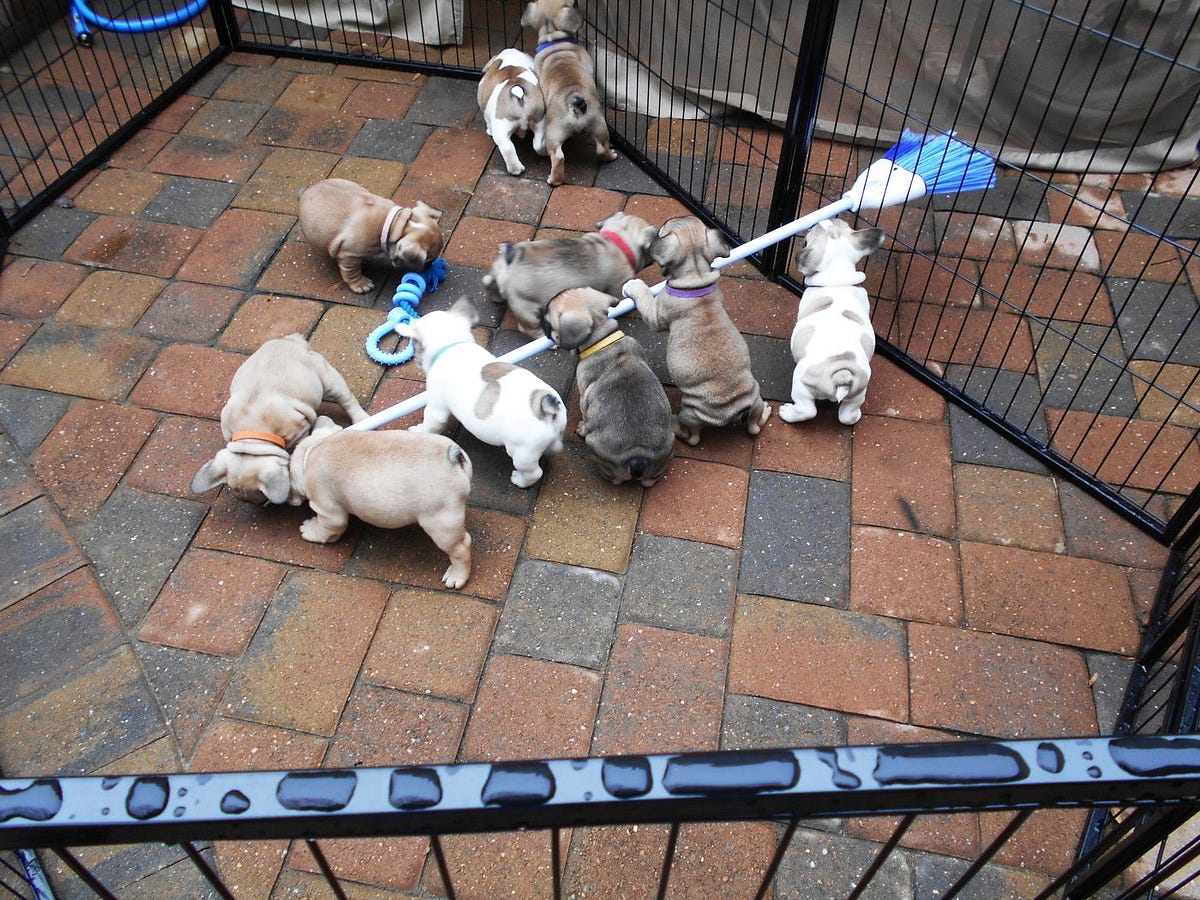 Playful and affectionate bulldog home | by EVA LYSYK | Medium