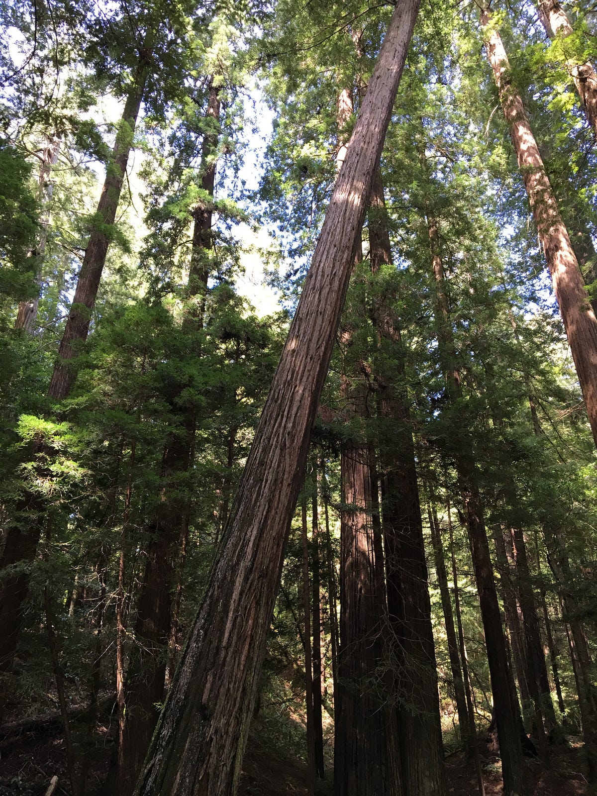 Evolution (1979/1989). “I think, too, that we’ve got to… | by Robert ...