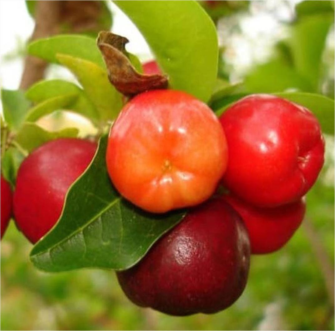 Bibit Ceri Vietnam Terbaik Buah Cherry Virall Kendal Berkualitas | by pradipa bibit | Medium