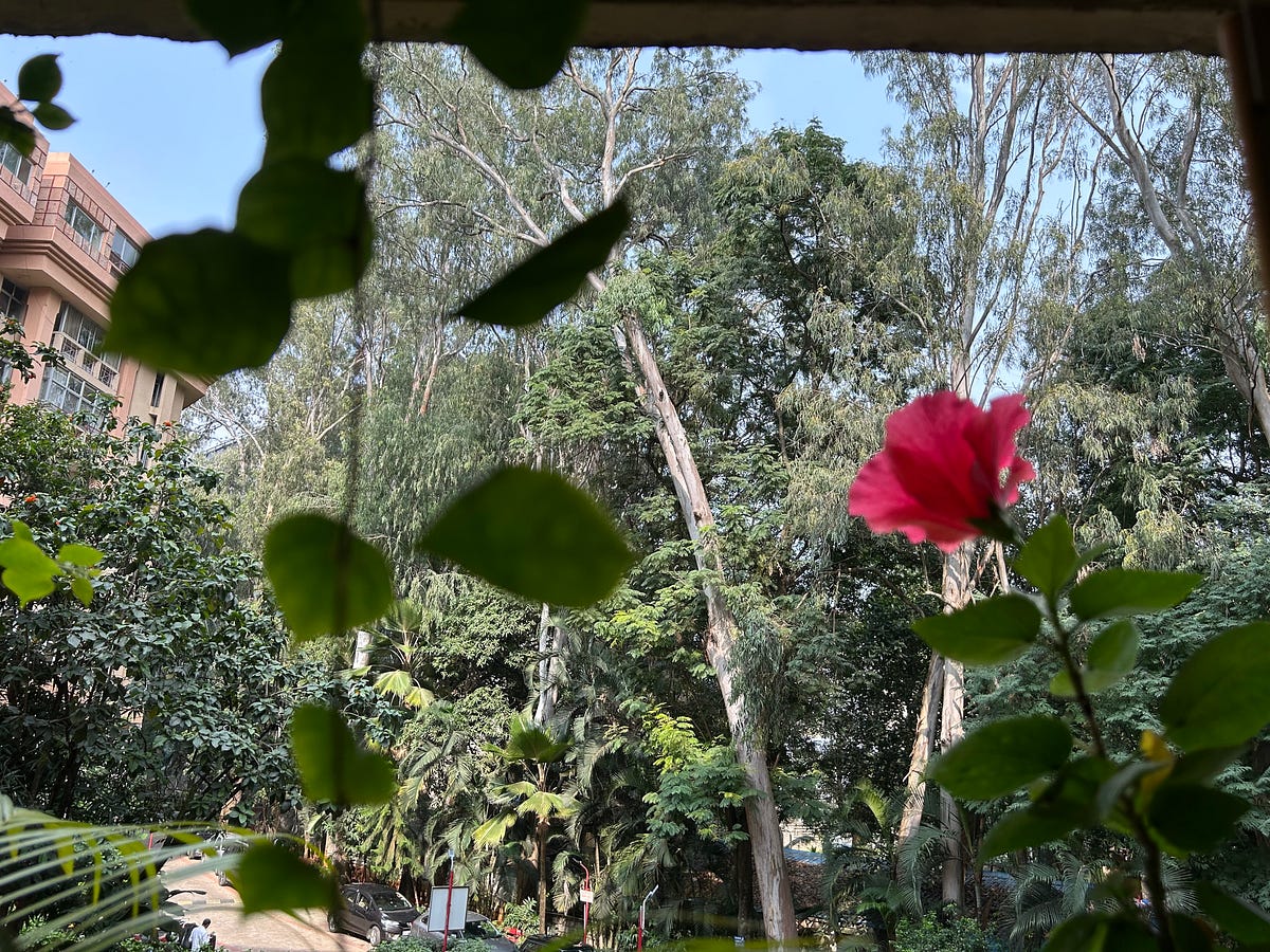 Morning With My Favorite Trees: Eucalyptus, Birds, And The Rain | by ...