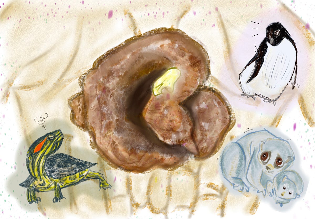 Crappy food is still food. Do animals also use the 5-second rule? | by ...