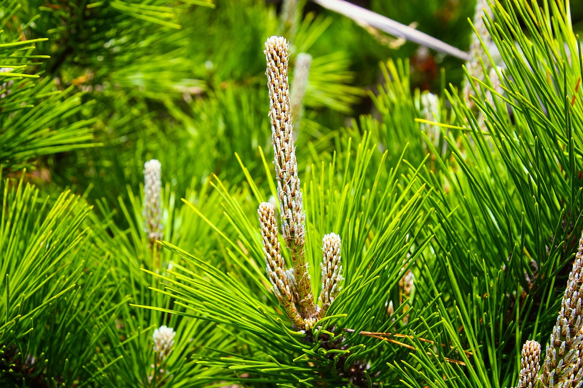 How To Work With Nested Data In Bigquery By Christianlauer Towards Data Science