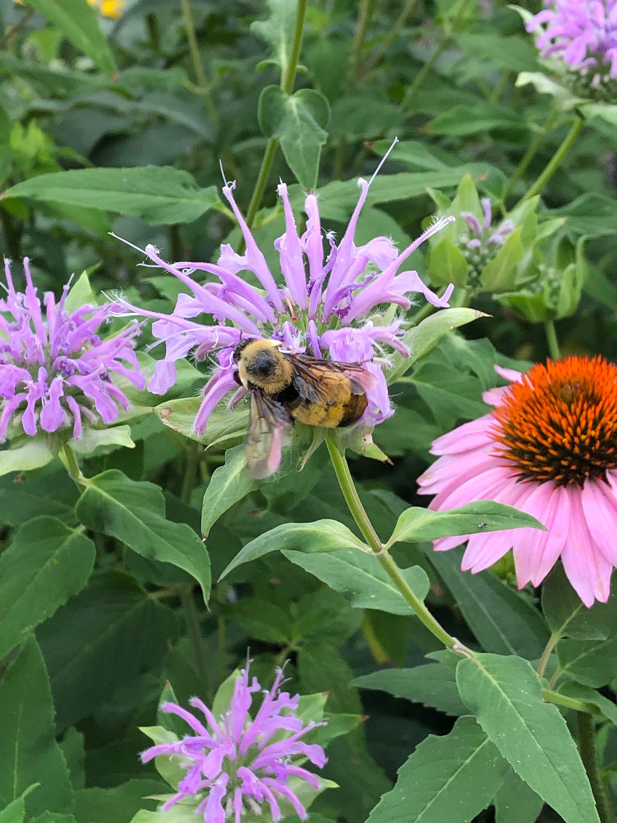 On the Gentleness of Bees. Humming Flower to Flower | by Monica J ...