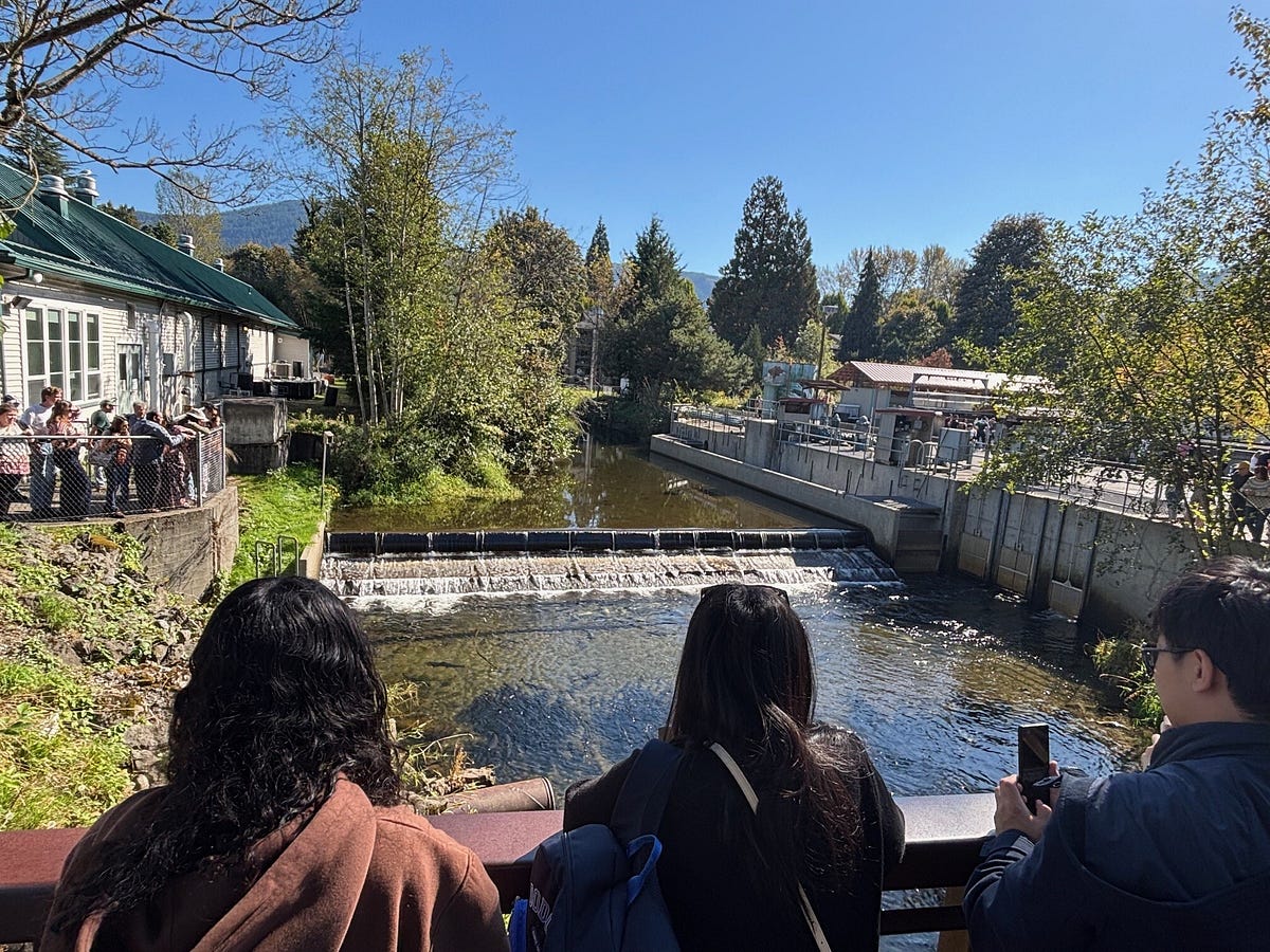 How WDFW hatcheries make good use of surplus fish | by The Washington ...