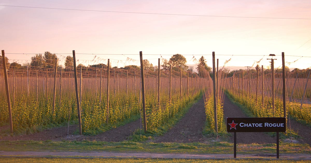 Know Your Hops, Rogue Farms Freedom and Rebel | by Rogue Ales & Spirits ...