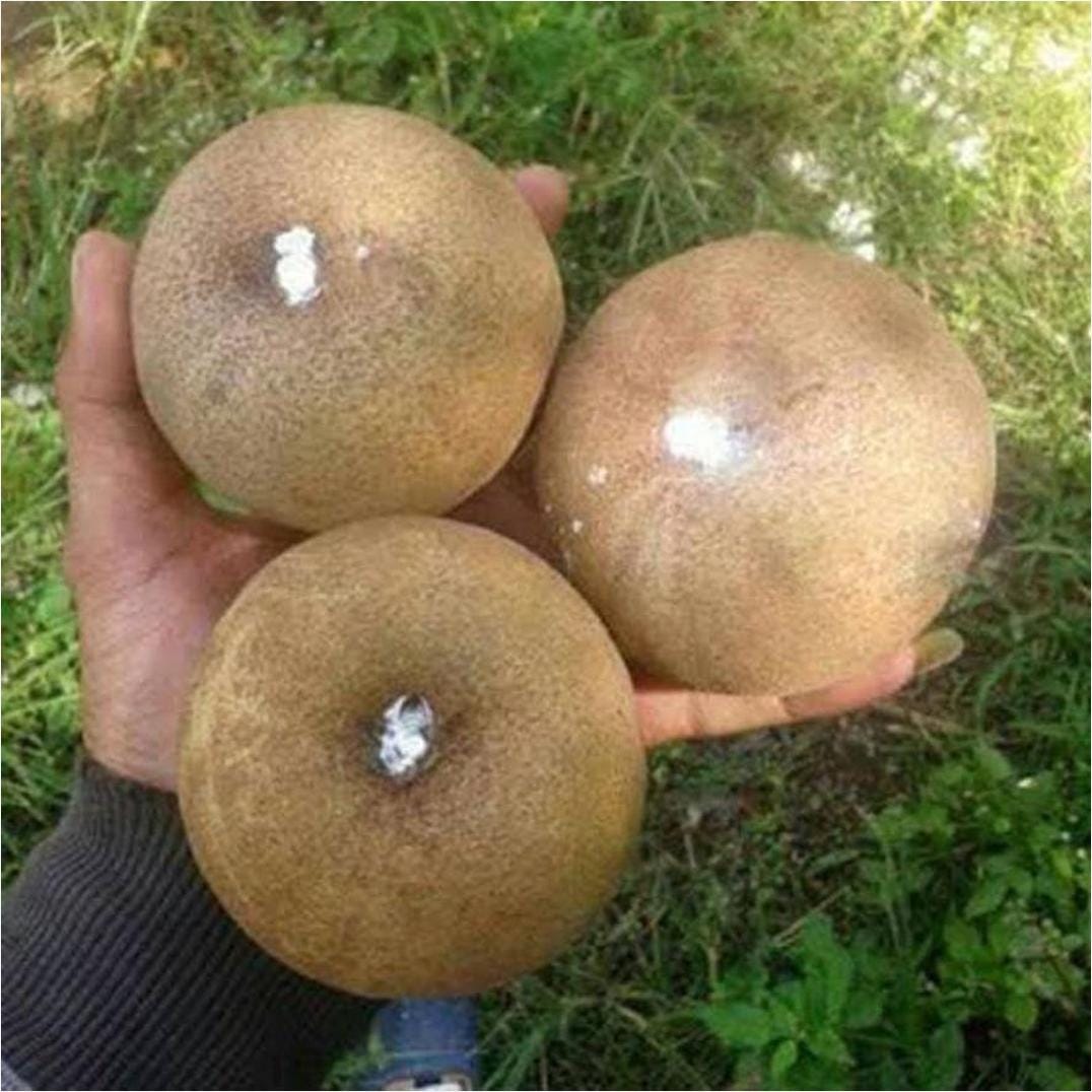 Bibit Tanaman Buah Sawo Mentimunjumbo Berbunga Wonogiri Terunggul | by ...