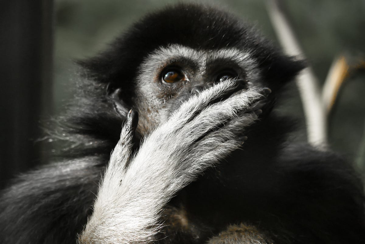 The 100th Monkey Effect. Isn’t about an Individual. | by Empsy | Medium