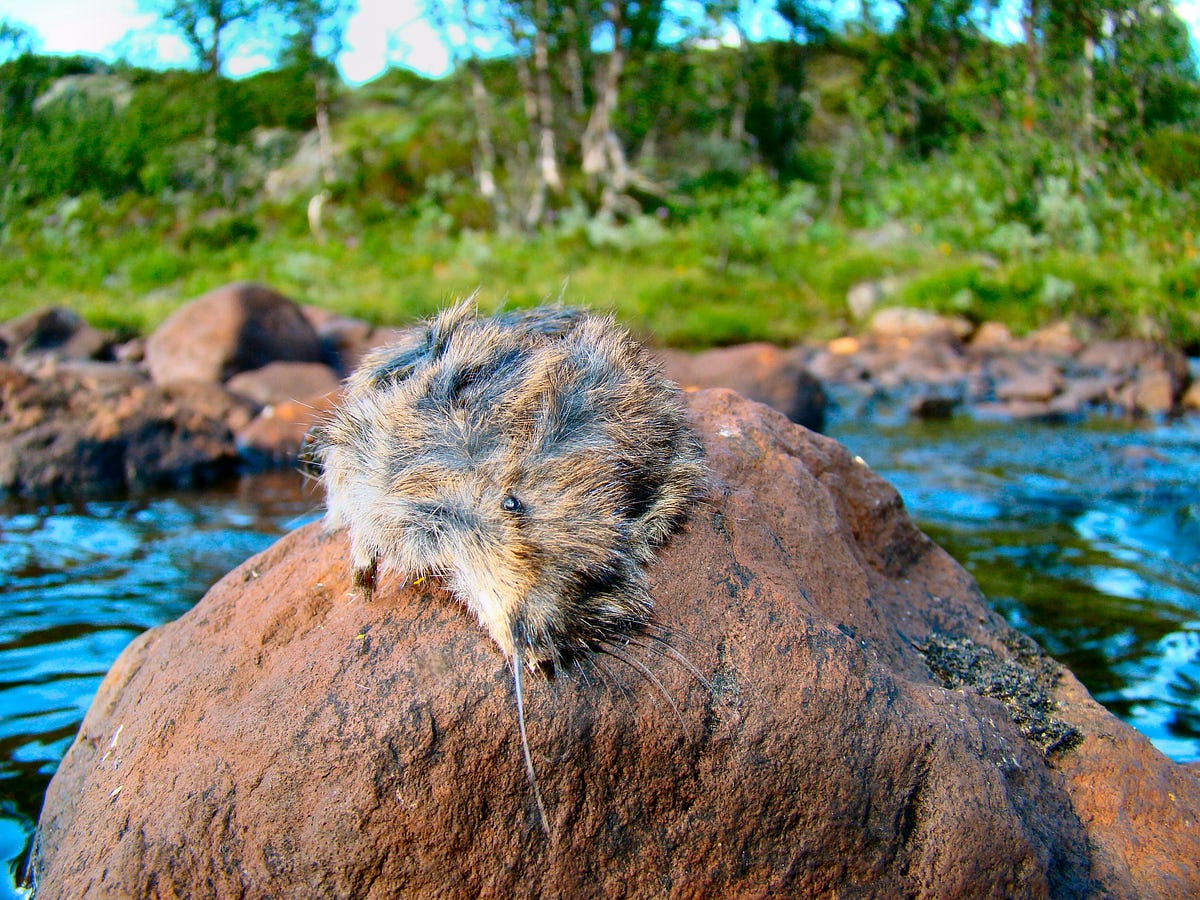 Lemmings Don’t Really Commit Mass Suicide | by Robert Withnell | Medium