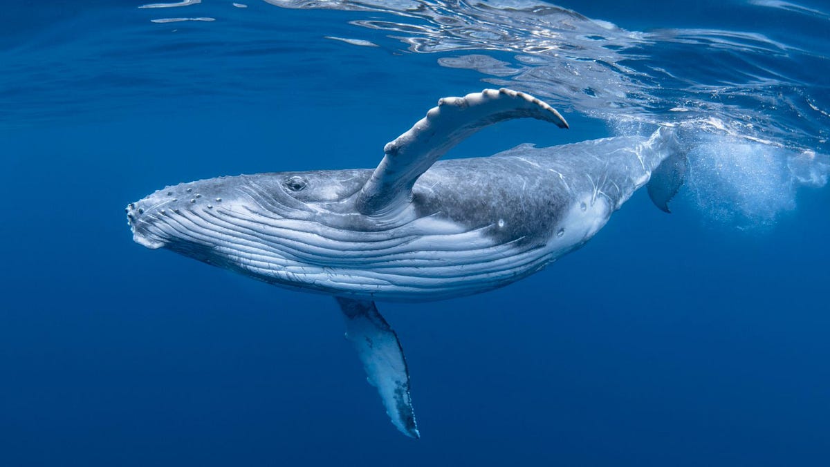 Salt Cay Itinerary — Guide To Whales | by Guide To Whales | Medium