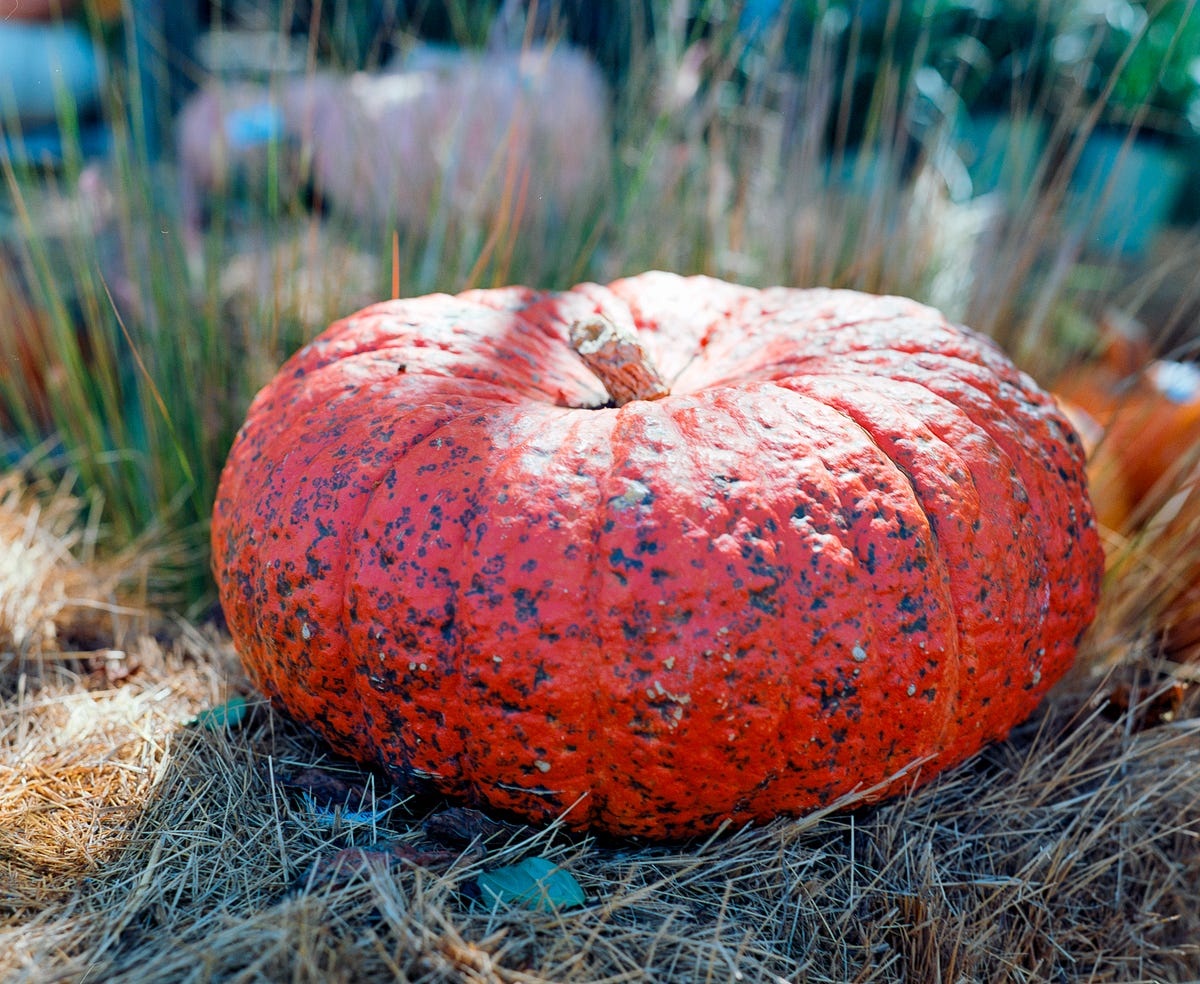 Fall colors on Kodak Ektar 100 — The Pumpkins | by Derrick Buckner | D ...