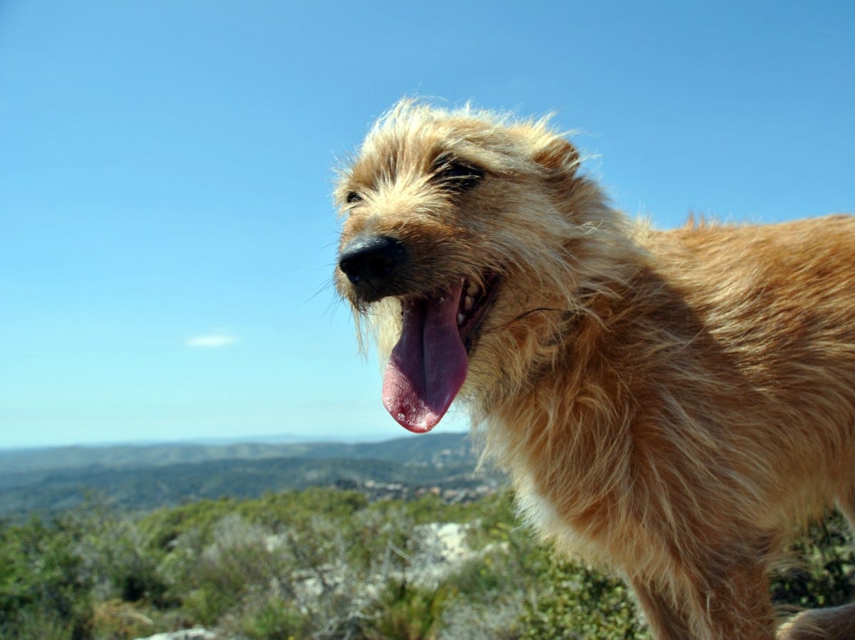 How To Succeed In A New Field. What The Old Dogs Can Teach You | by MR ...