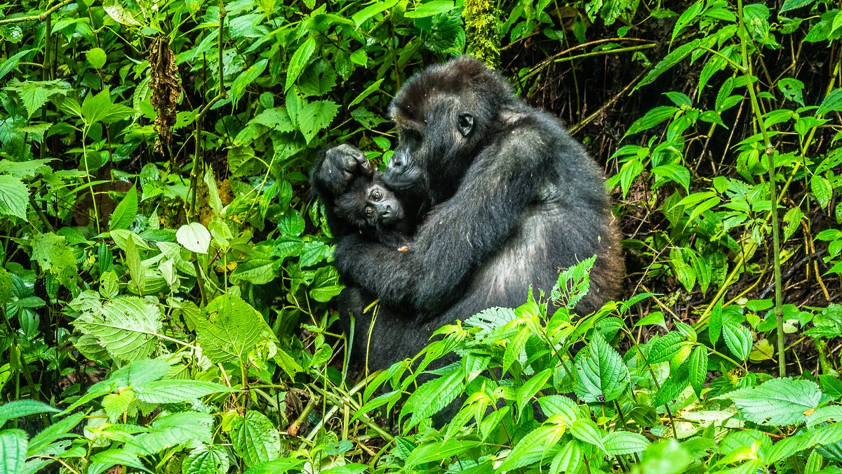 What is special about Congo?. Congo, also known as the Democratic… | by ...