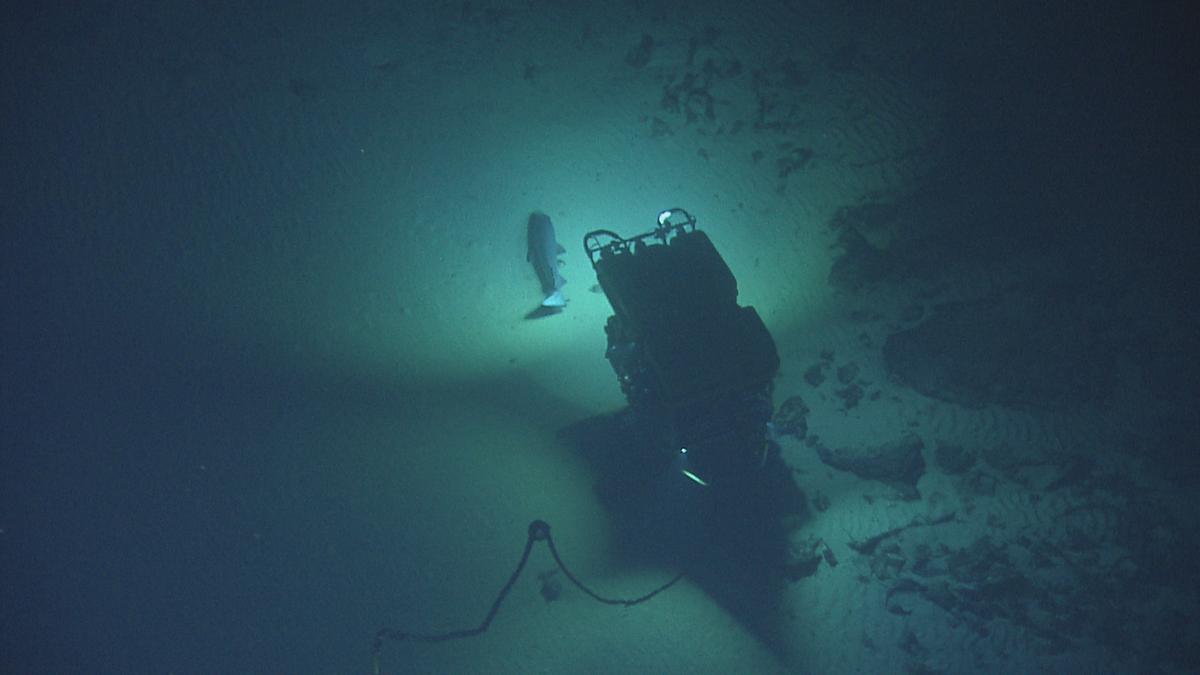 It’s Complicated. The Amazing Relationships of the Deep | by U.S. Fish ...