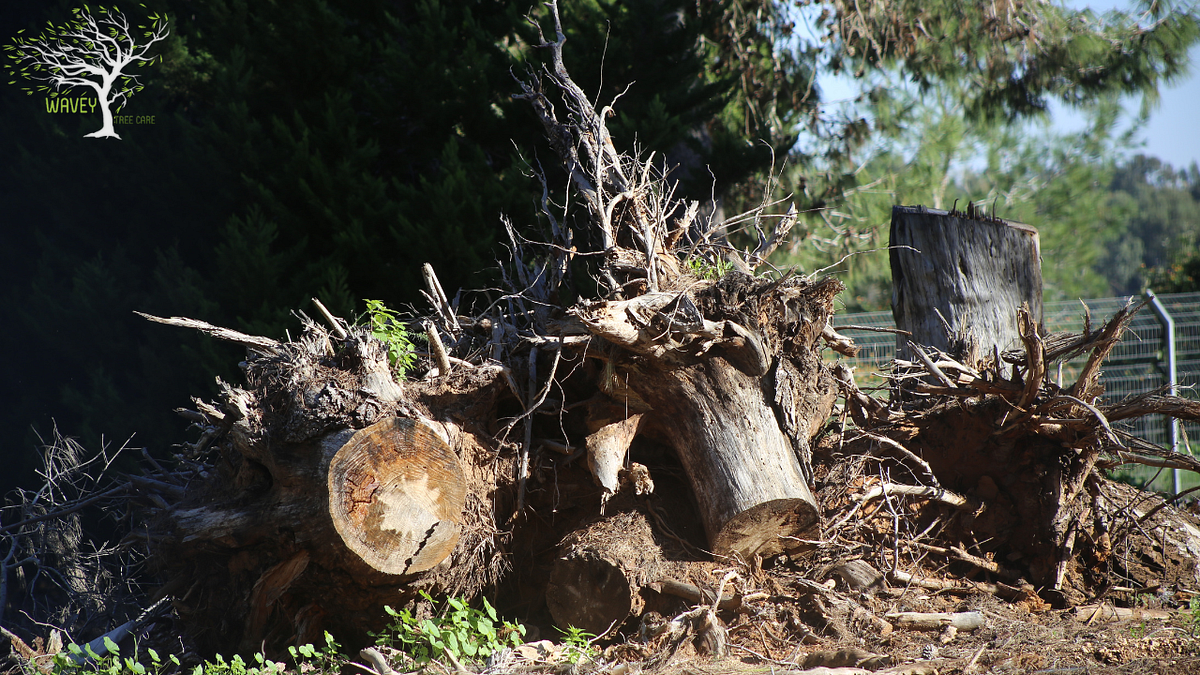 Wavey Tree Care - Wavey Tree Care - Medium
