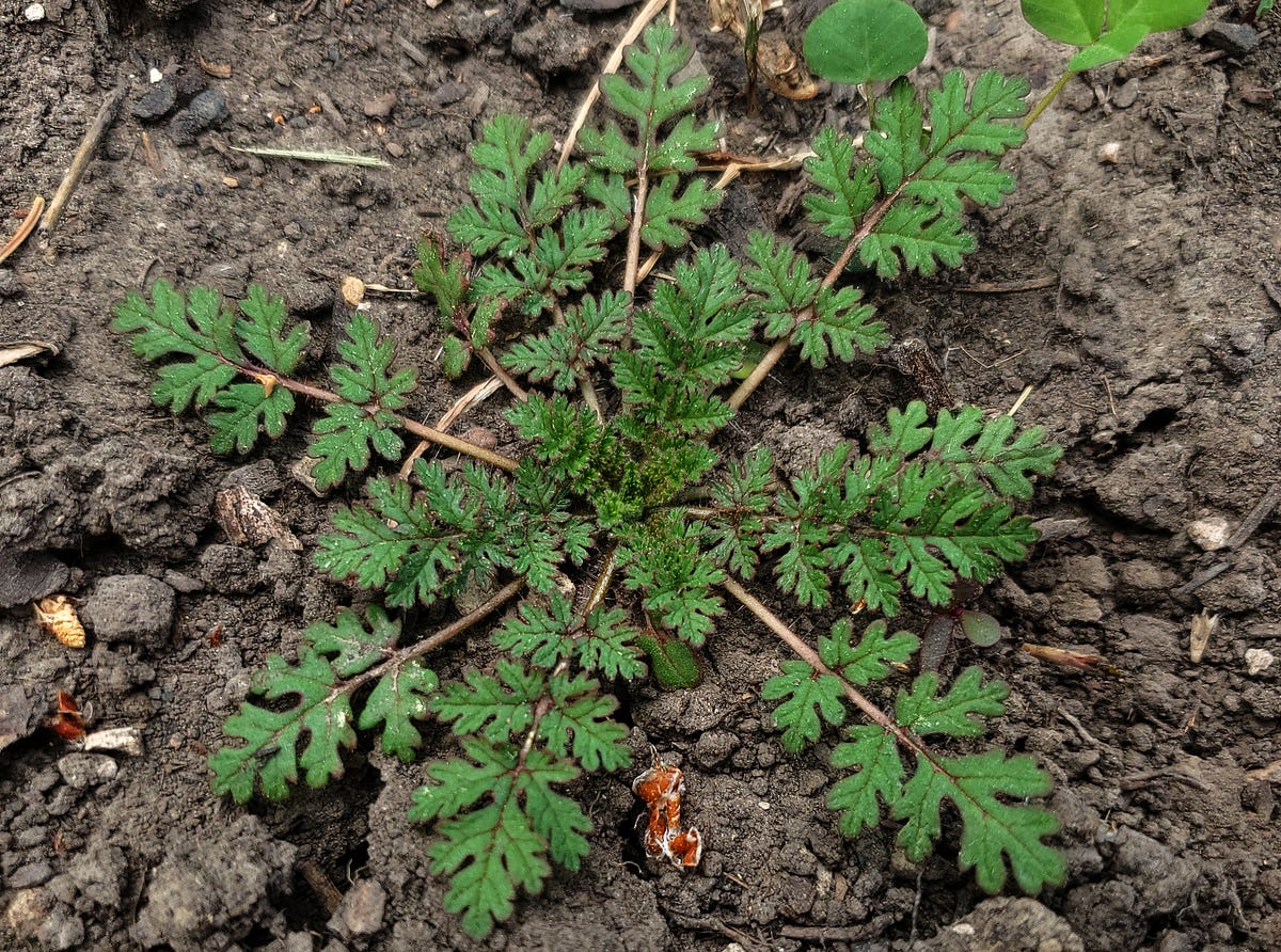 Weeds Galore. Meet the weeds in my garden | by Jean Crawford Evans 🧙‍♀️ ...