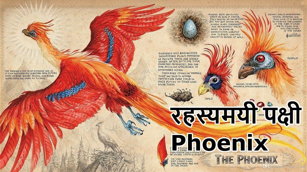 The Life of a Phoenix Woman. How would it feel to die, to feel like ...
