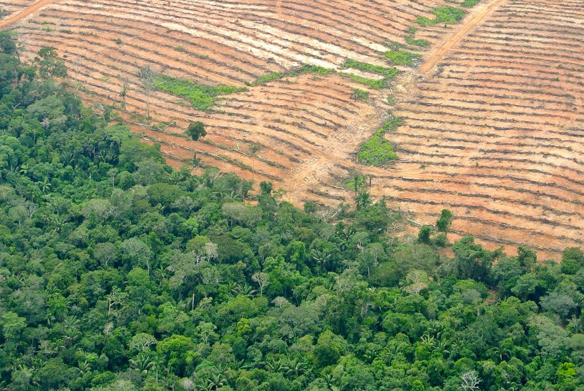 System Mapping in Action: Deforestation in Peru | by Gian Wieck ...